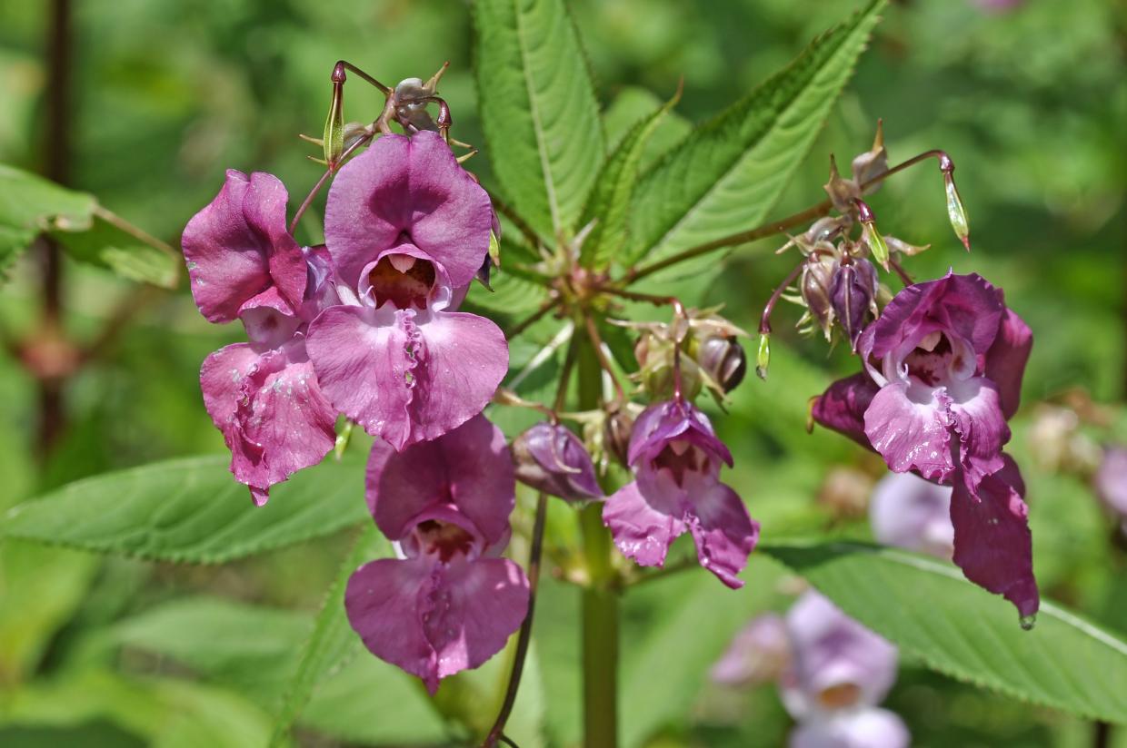 Invasive non-native plants | nidirect