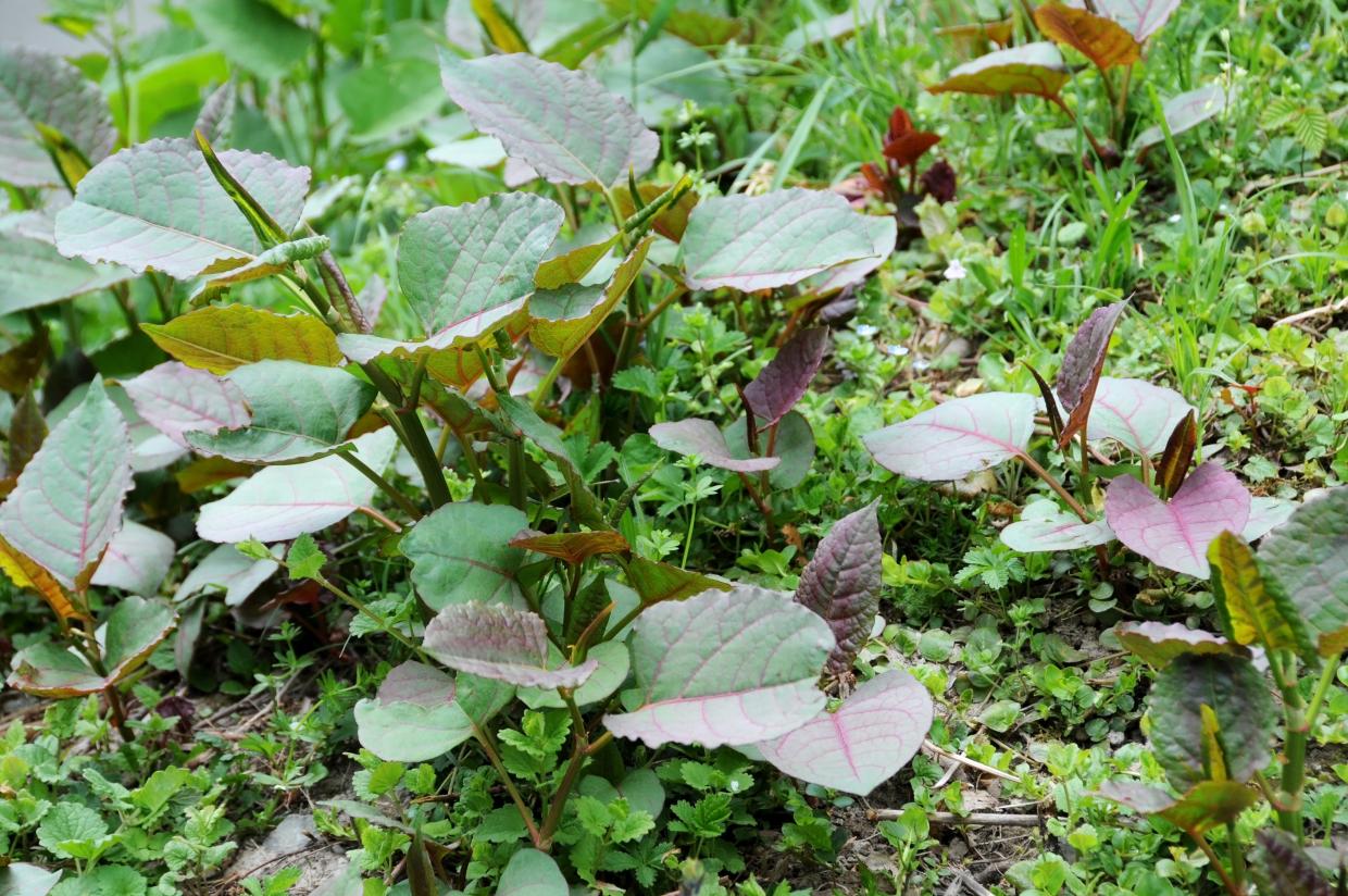 Invasive non-native plants | nidirect